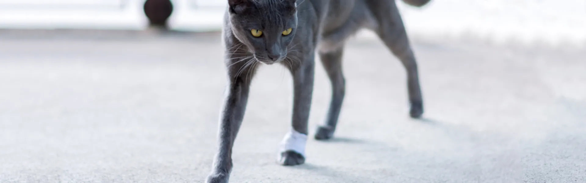 Cat Limping? What You Should Do – ANIMIGO UK
