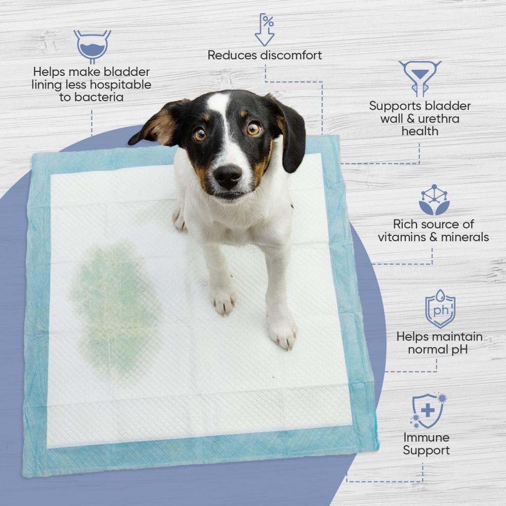 Urinary Aid for Dogs | 120 Cranberry Capsules | Animigo – ANIMIGO UK