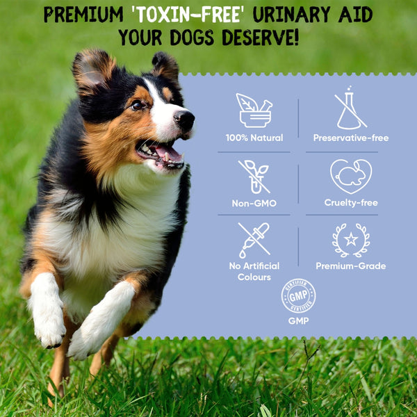 Urinary Aid for Dogs | 120 Cranberry Capsules | Animigo – ANIMIGO UK